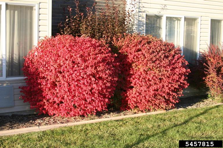 winged burning bush (Euonymus alatus (Thunb.) Sieb.)