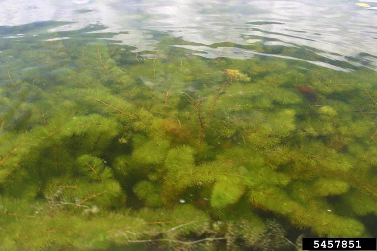 twoleaf watermilfoil (Myriophyllum heterophyllum Michx.)