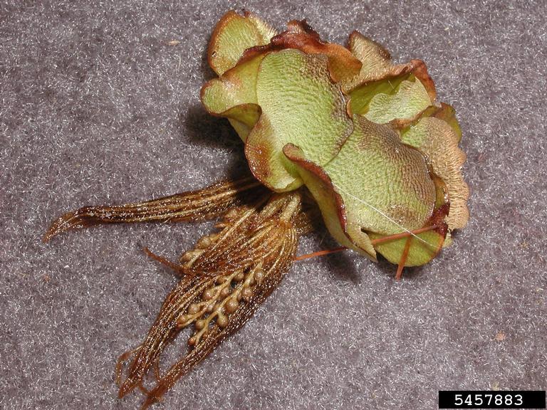 giant salvinia (Salvinia molesta D. S. Mitchell)