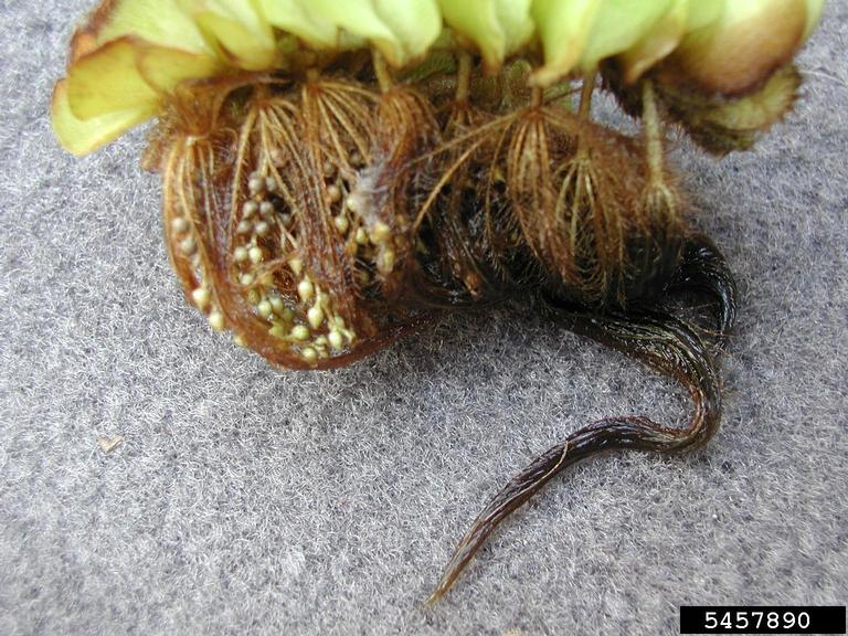 giant salvinia (Salvinia molesta)