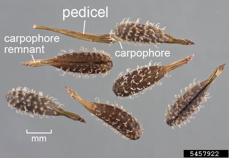 bur chervil (Anthriscus caucalis M. Bieb.)