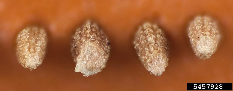 stinking chamomile (Anthemis cotula L)