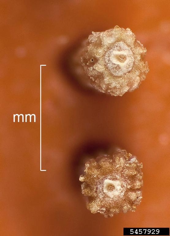 stinking chamomile (Anthemis cotula)