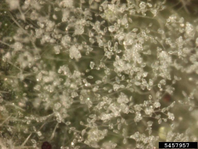 late blight, Phytophthora infestans (Peronosporales: Pythiaceae) - 5457957