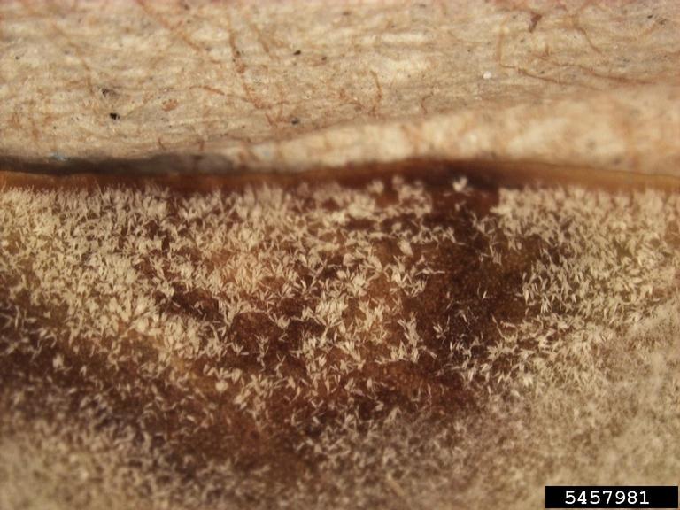 Boxwood blight (Calonectria pseudonaviculata)