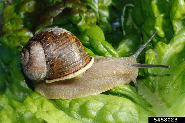 European brown snail (Cornu aspersum (O. F. Müller, 1774))
