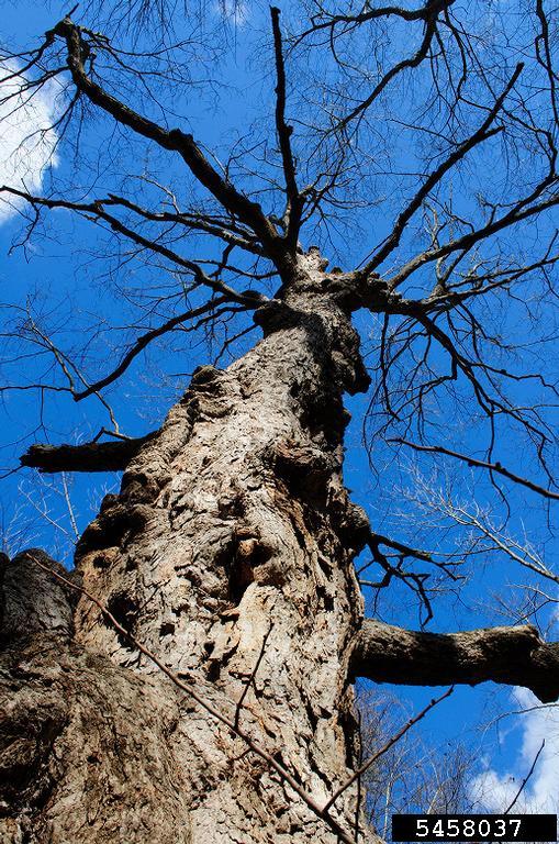sugar maple (Acer saccharum Marshall)