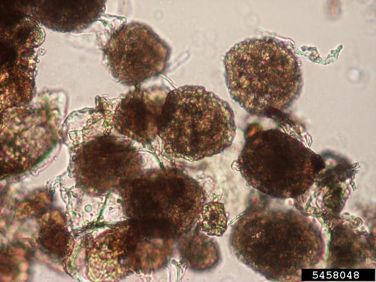 protozoa (Spongospora subterranea ) on potato (Solanum tuberosum ...