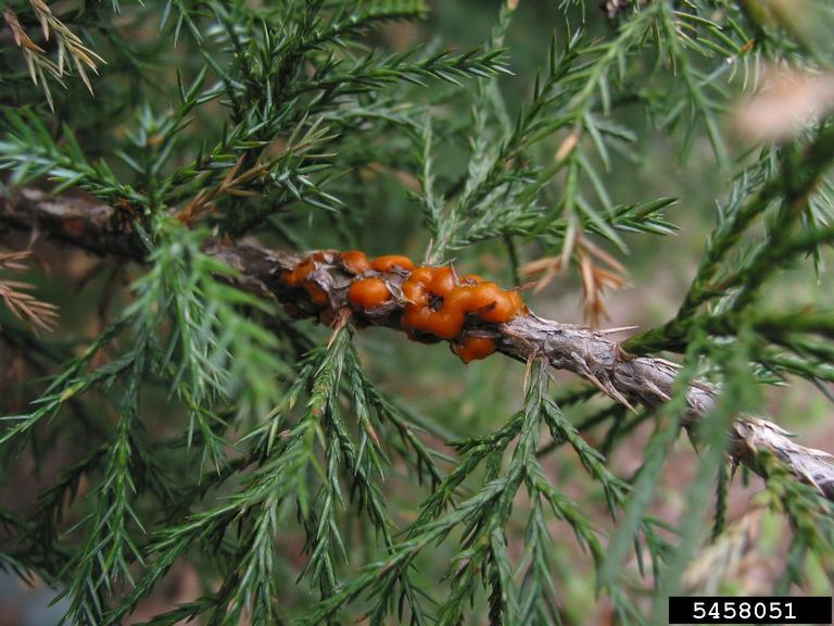 quince rust (Gymnosporangium clavipes)