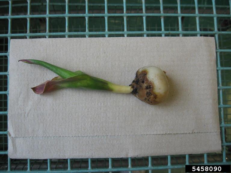 mycelial neck rot (Botrytis tulipae)