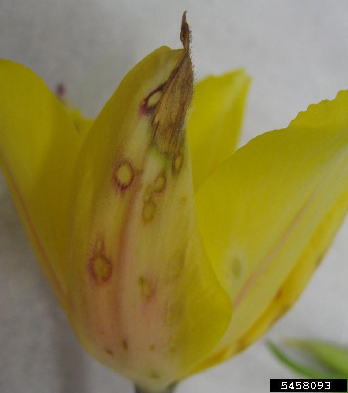 mycelial neck rot (Botrytis tulipae)