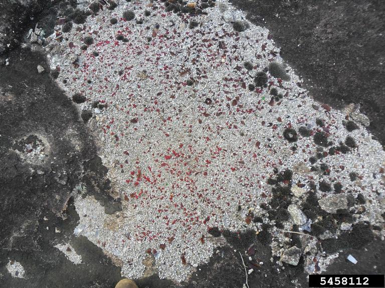 elf orpine (Diamorpha smallii)