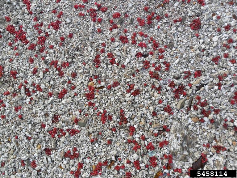 elf orpine (Diamorpha smallii)