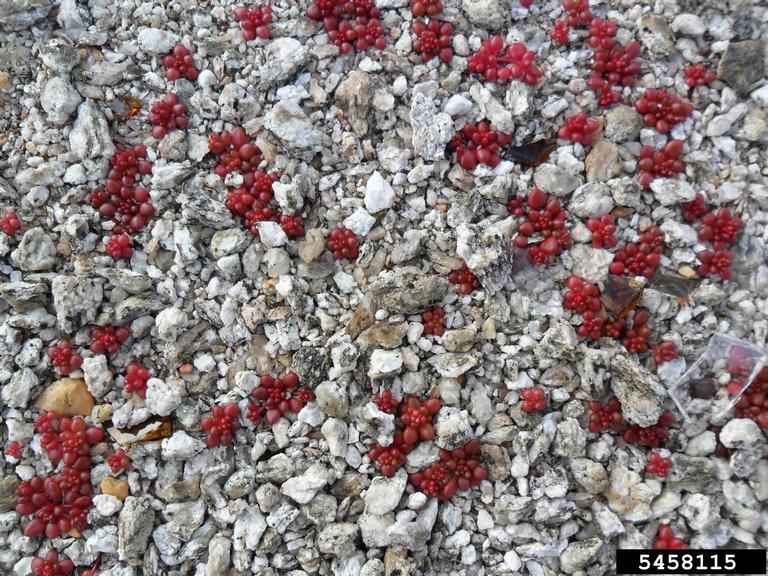 elf orpine (Diamorpha smallii Britt. ex Small)