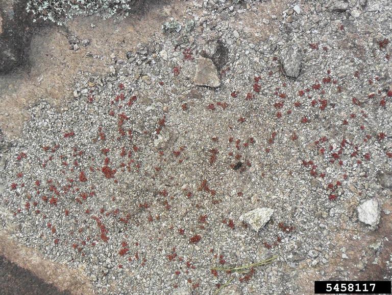 elf orpine (Diamorpha smallii Britt. ex Small)