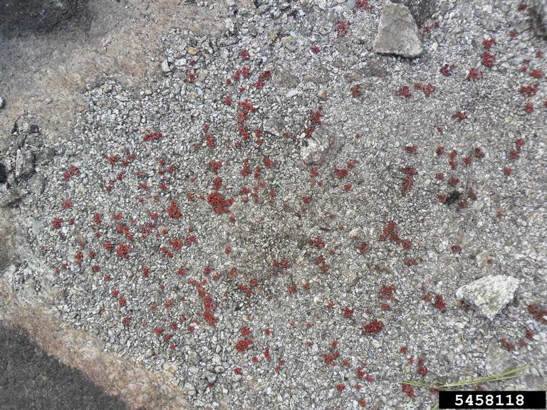 elf orpine (Diamorpha smallii)