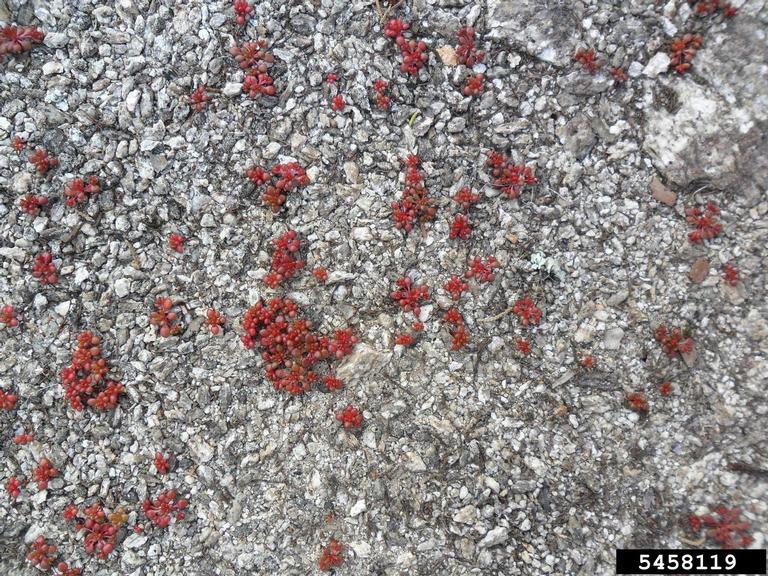 elf orpine (Diamorpha smallii Britt. ex Small)