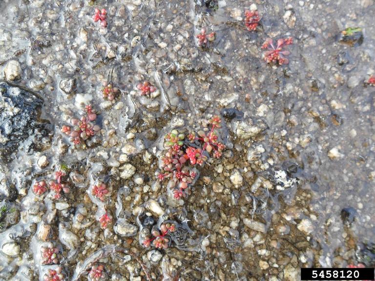 elf orpine (Diamorpha smallii)