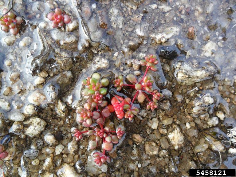 elf orpine (Diamorpha smallii)