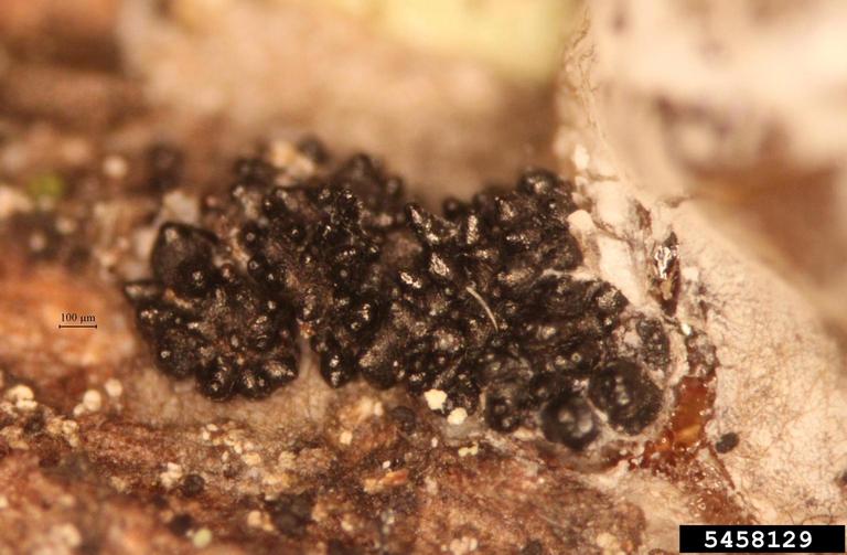 Caliciopsis canker (Caliciopsis pinea)