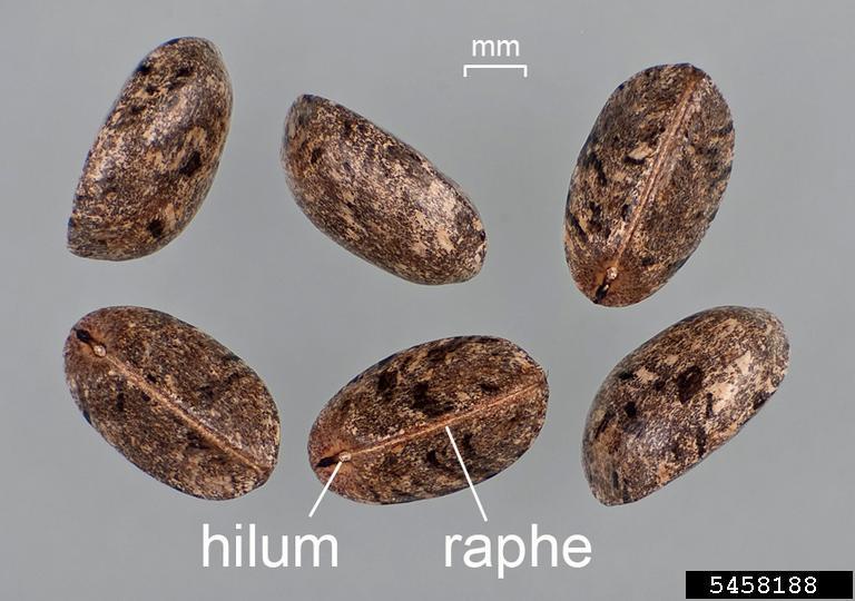 Turkey mullein (Croton setiger Hook)