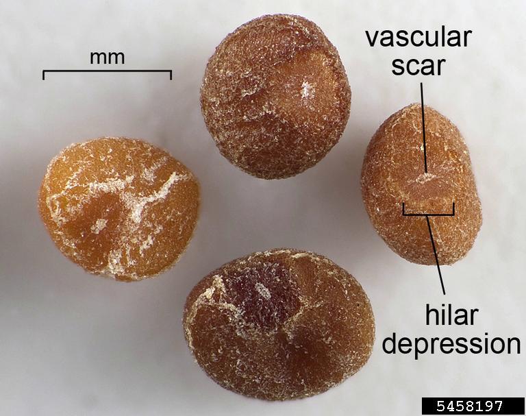 common dodder (Cuscuta campestris)