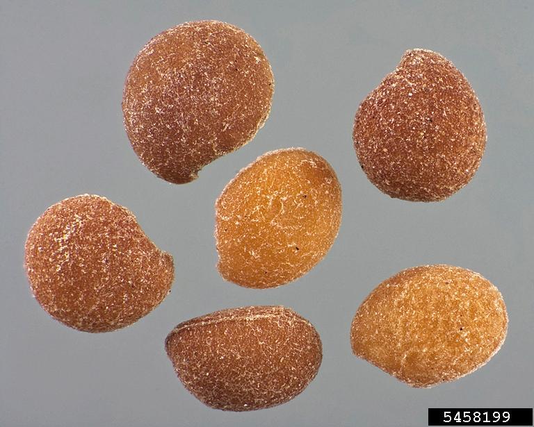 common dodder (Cuscuta campestris)