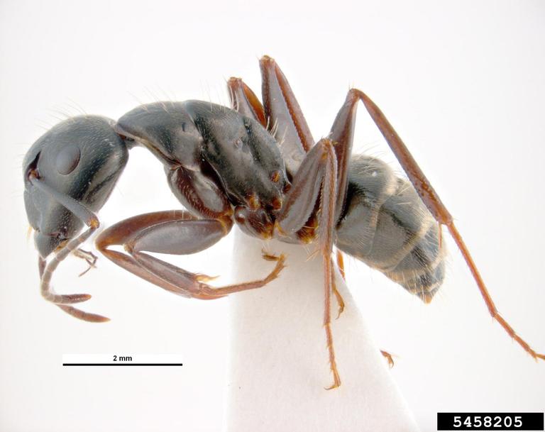 Camponotus Modoc
