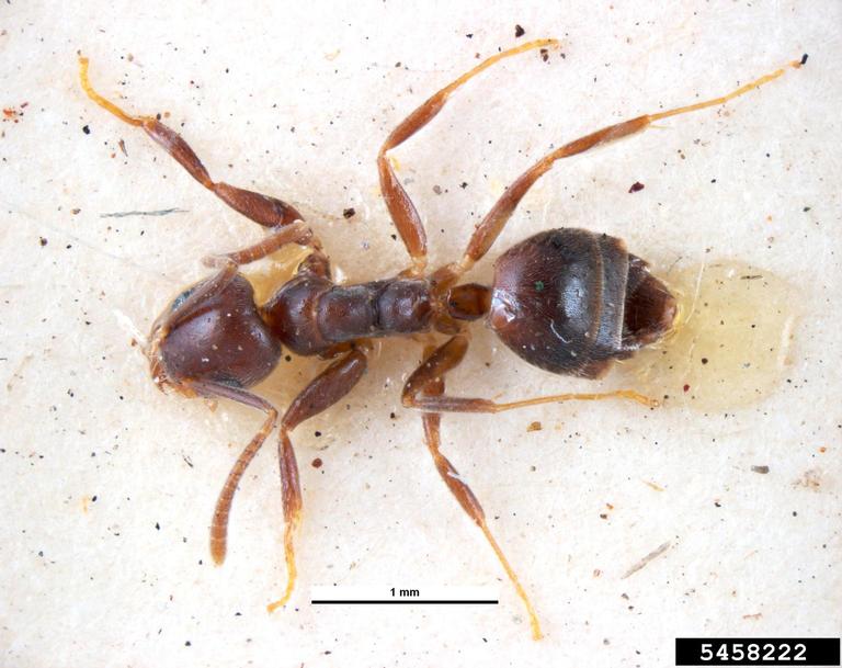 white-footed ant (Technomyrmex albipes (Smith, 1861))