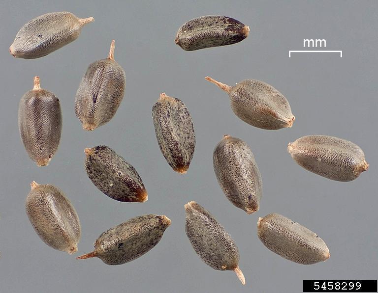 yellow nutsedge (Cyperus esculentus L.)