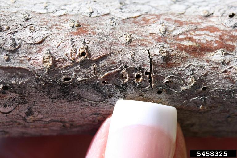 walnut twig beetle (Pityophthorus juglandis Blackman, 1928)