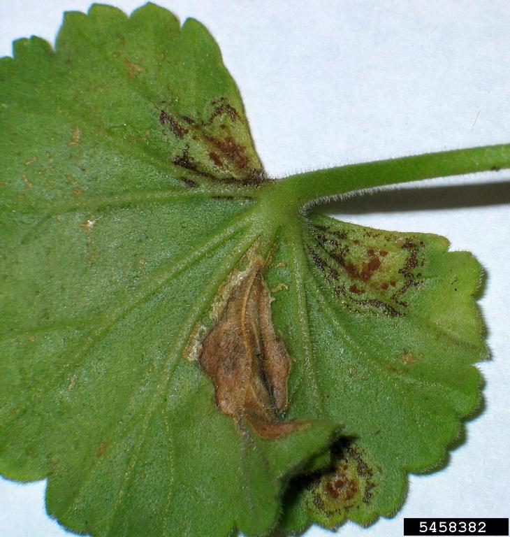 rust (Puccinia pelargonii-zonalis Doidge)