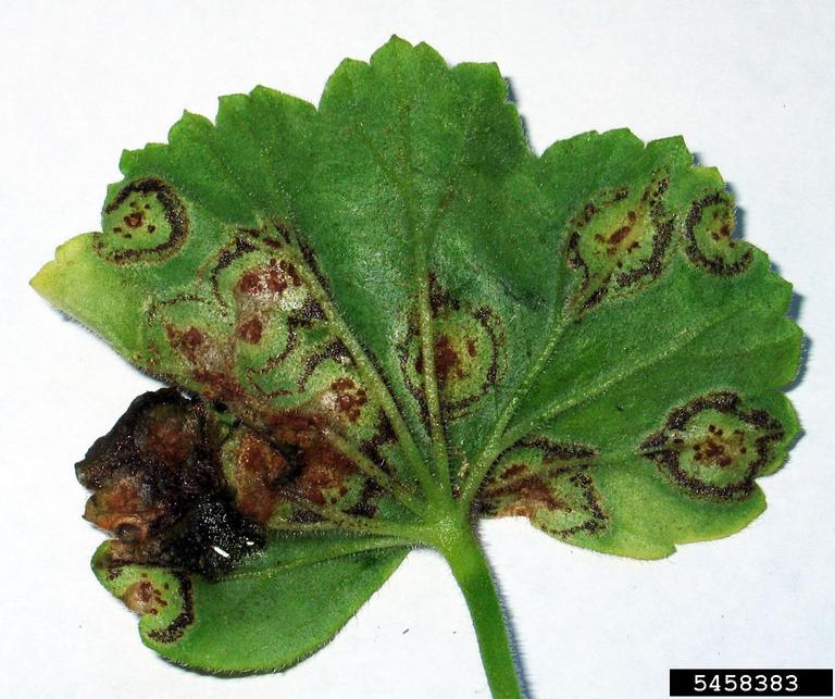 rust (Puccinia pelargonii-zonalis)