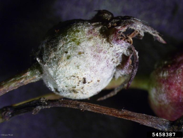powdery mildew (Genus Podosphaera)
