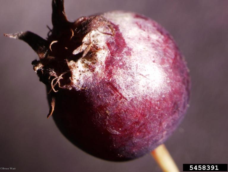 powdery mildew (Genus Podosphaera)