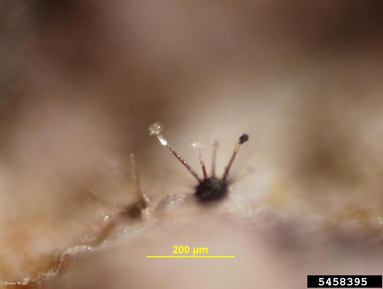 powdery mildew (Podosphaera spp. ) on serviceberry (Amelanchier spp ...