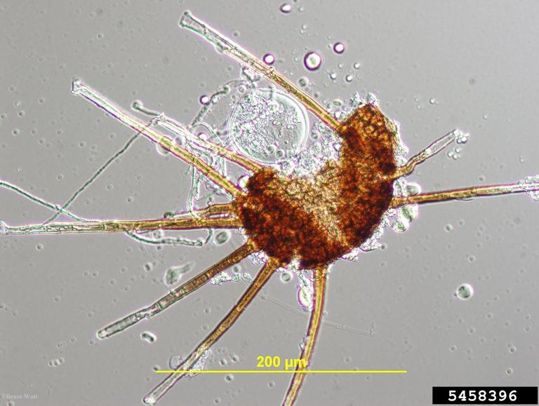 powdery mildew (Genus Podosphaera Kunze)