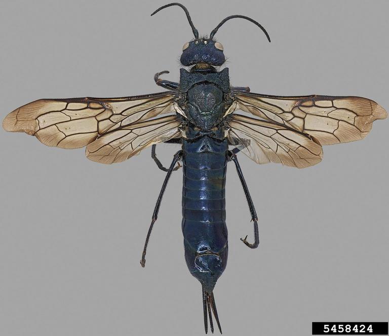 Sirex woodwasp (Sirex juvencus californicus (Ashmead, 1904))