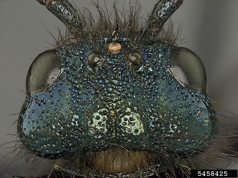 Sirex woodwasp (Sirex juvencus californicus (Ashmead, 1904))