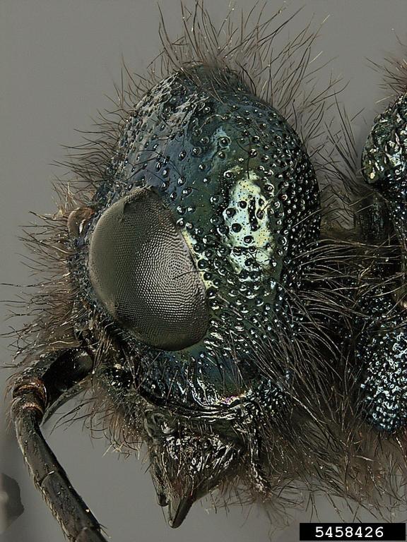 Sirex woodwasp (Sirex juvencus californicus (Ashmead, 1904))