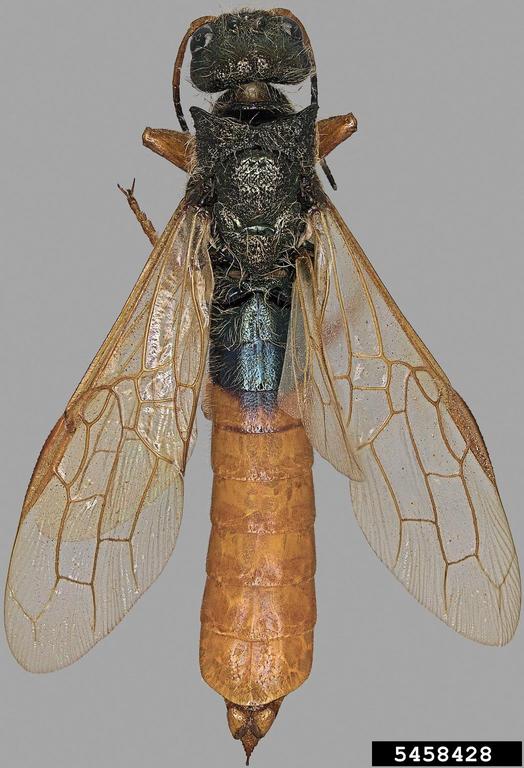 Sirex woodwasp (Sirex juvencus californicus (Ashmead, 1904))
