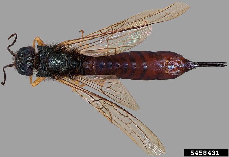 Sirex woodwasp (Sirex juvencus juvencus (Linnaeus, 1758))