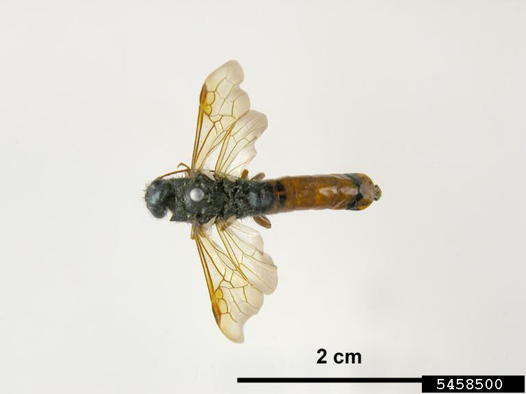 Siricid woodwasps (Sirex juvencus (Linnaeus))
