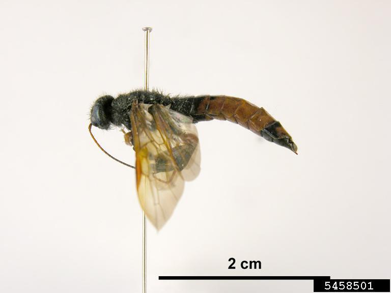 Siricid woodwasps (Sirex juvencus (Linnaeus))