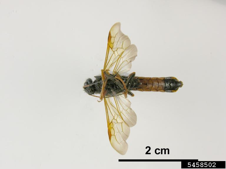 Siricid woodwasps (Sirex juvencus (Linnaeus))