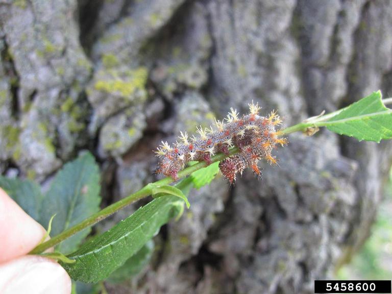 question mark (Polygonia interrogationis)