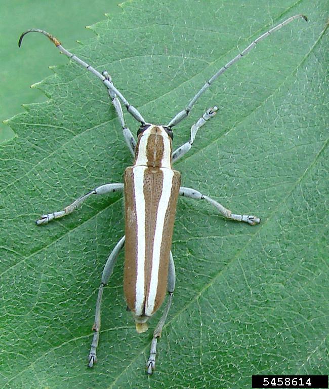 roundheaded apple tree borer (Saperda candida)