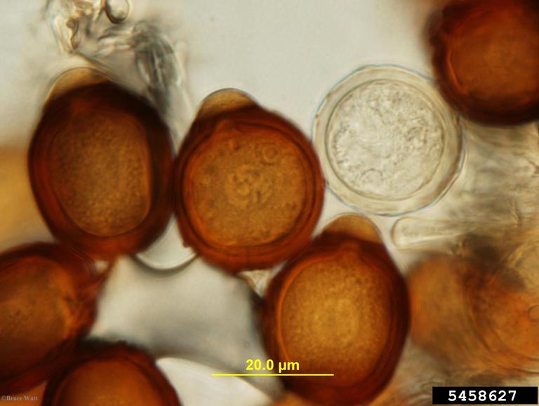 dry bean rust (Uromyces appendiculatus)