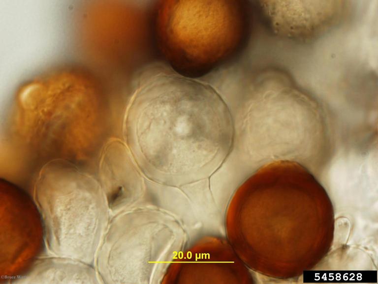 dry bean rust (Uromyces appendiculatus)