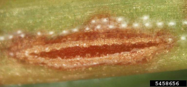 spruce needle rust (Chrysomyxa weirii)